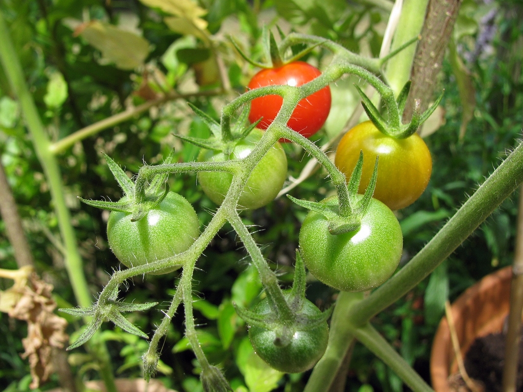 Lieliski tomāti lielajai pasaulei | ekonomika.lv